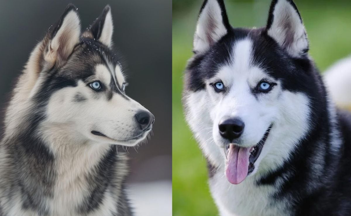 Razas De Perros Husky Husky Siberiano Cachorros Pureza Racial