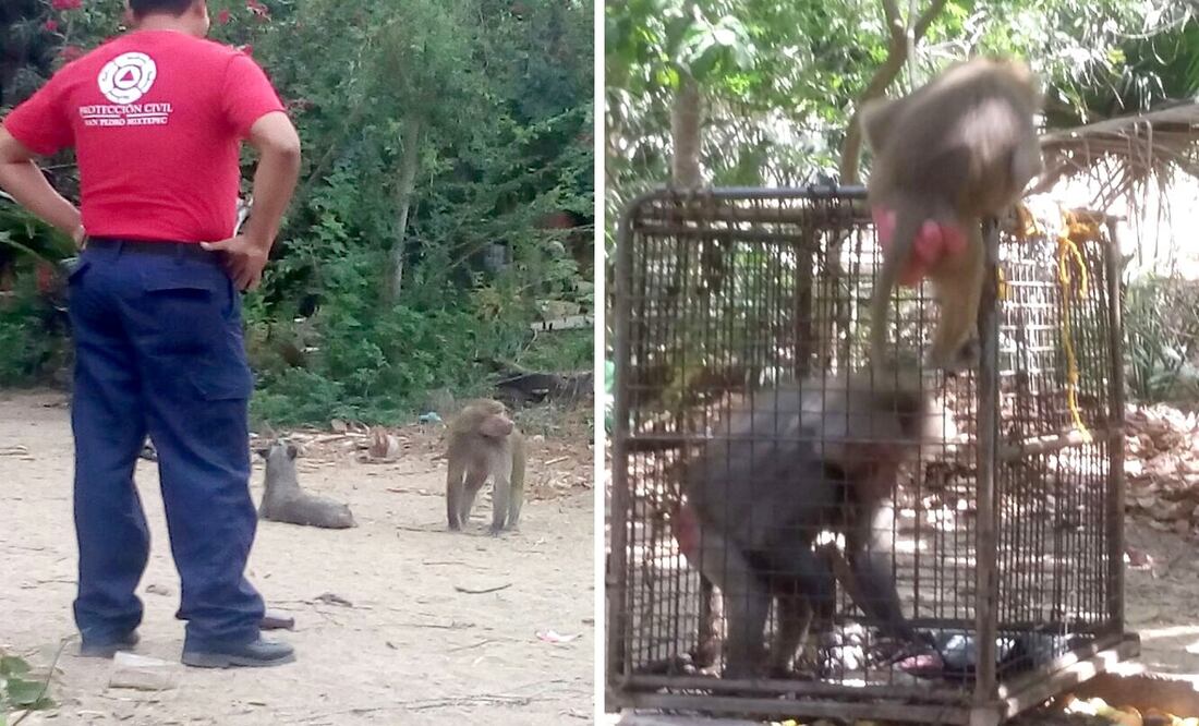 Mandril suelto asusta a familia en Puerto Escondido | El Universal