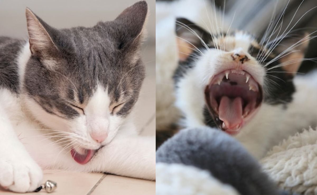 Conoce el motivo por el que tu gato ronronea y muerde, según psicóloga ...