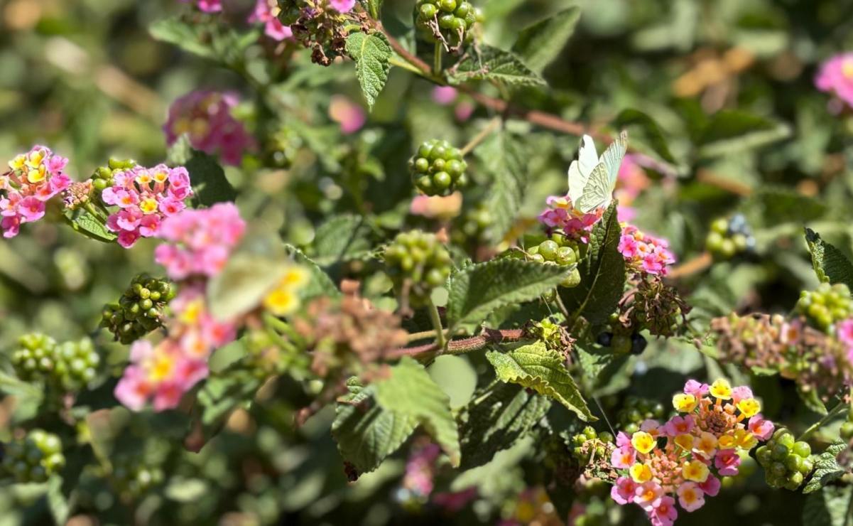 Abren "jardín de polinizadores" en Ecatepec; mariposario promueve ...