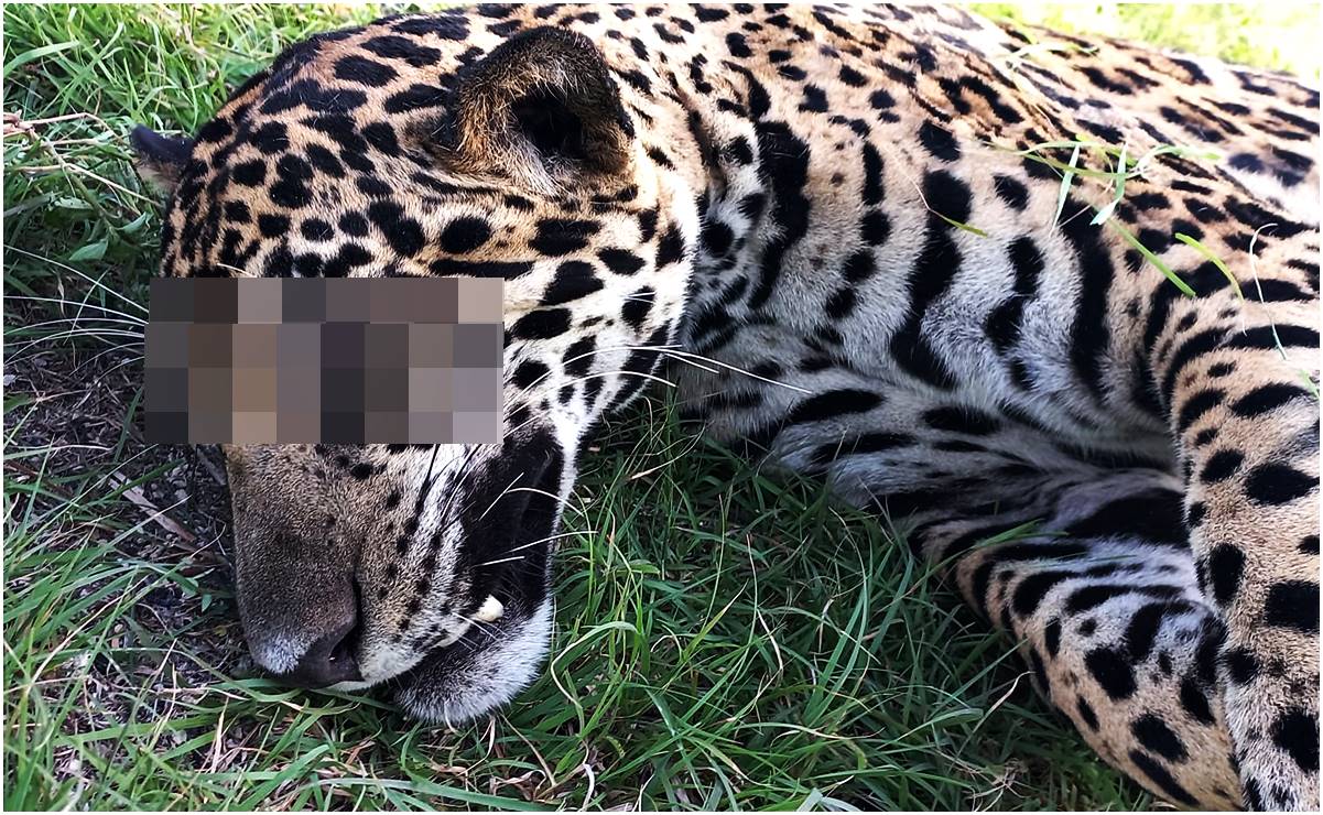 Atropellan a jaguar en la carretera Cancún-Chetumal; sujetos intentan ...