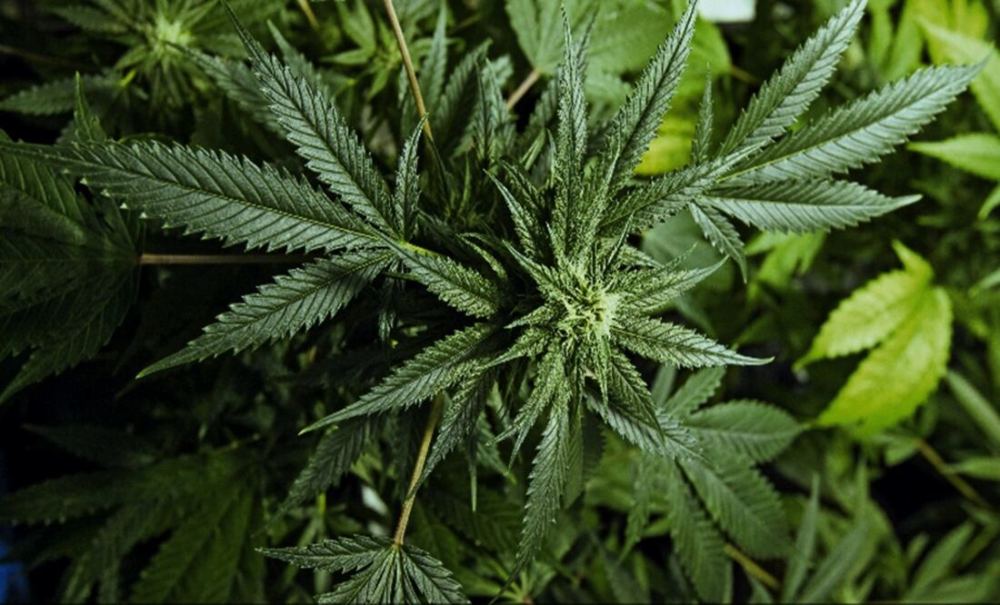 Mexico to legalize marijuana-based product sales | El Universal