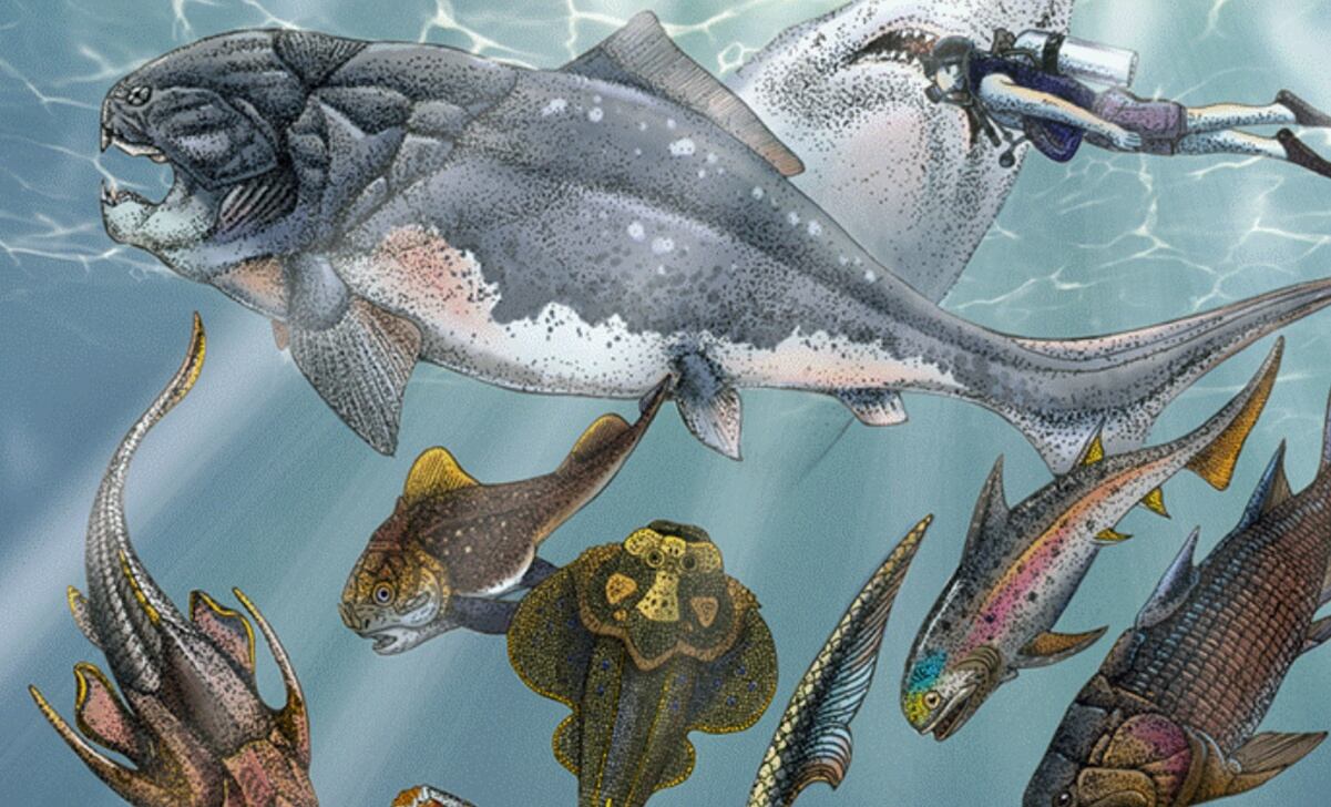 Peces óseos primitivos muestran mandíbulas y dientes; cambios ...