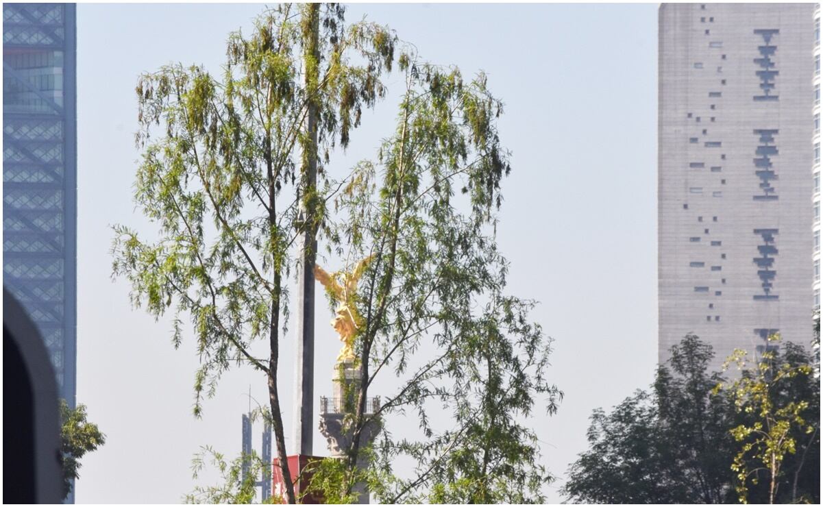 Probabilidad de que sobreviva ahuehuete de Reforma es de 95%