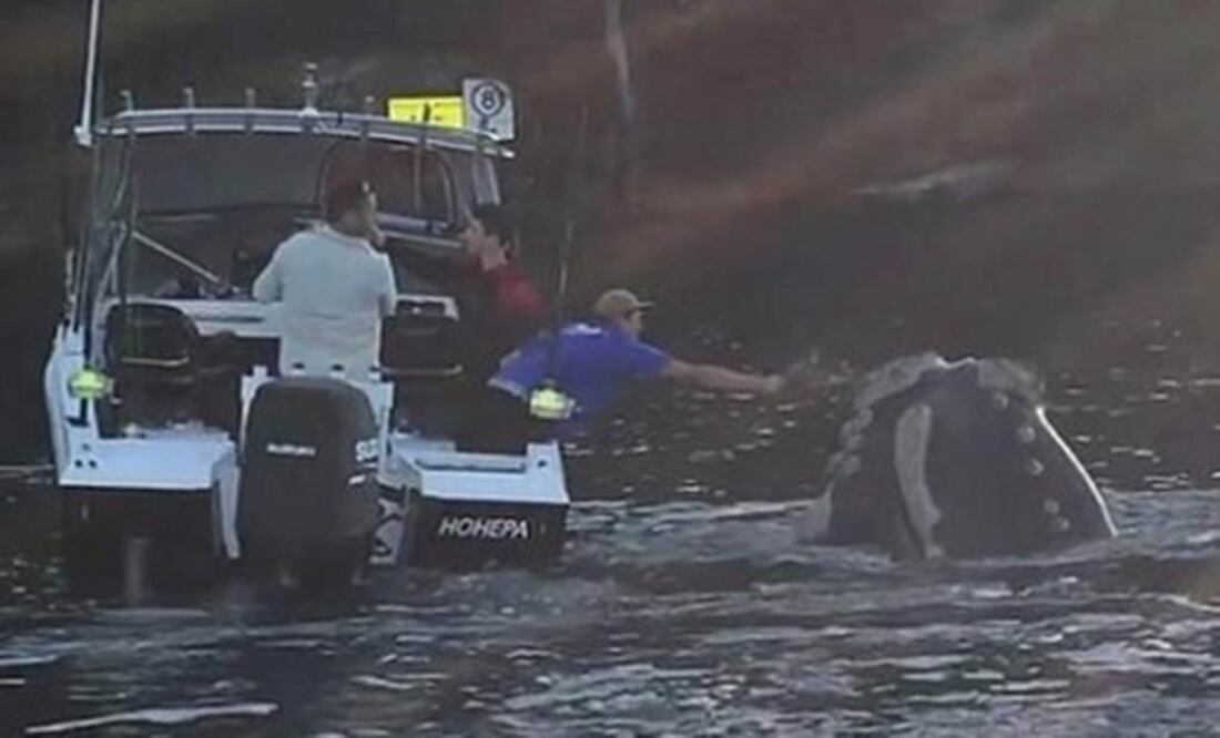 Ayudan a ballena enredada en bolsa de plástico | El Universal
