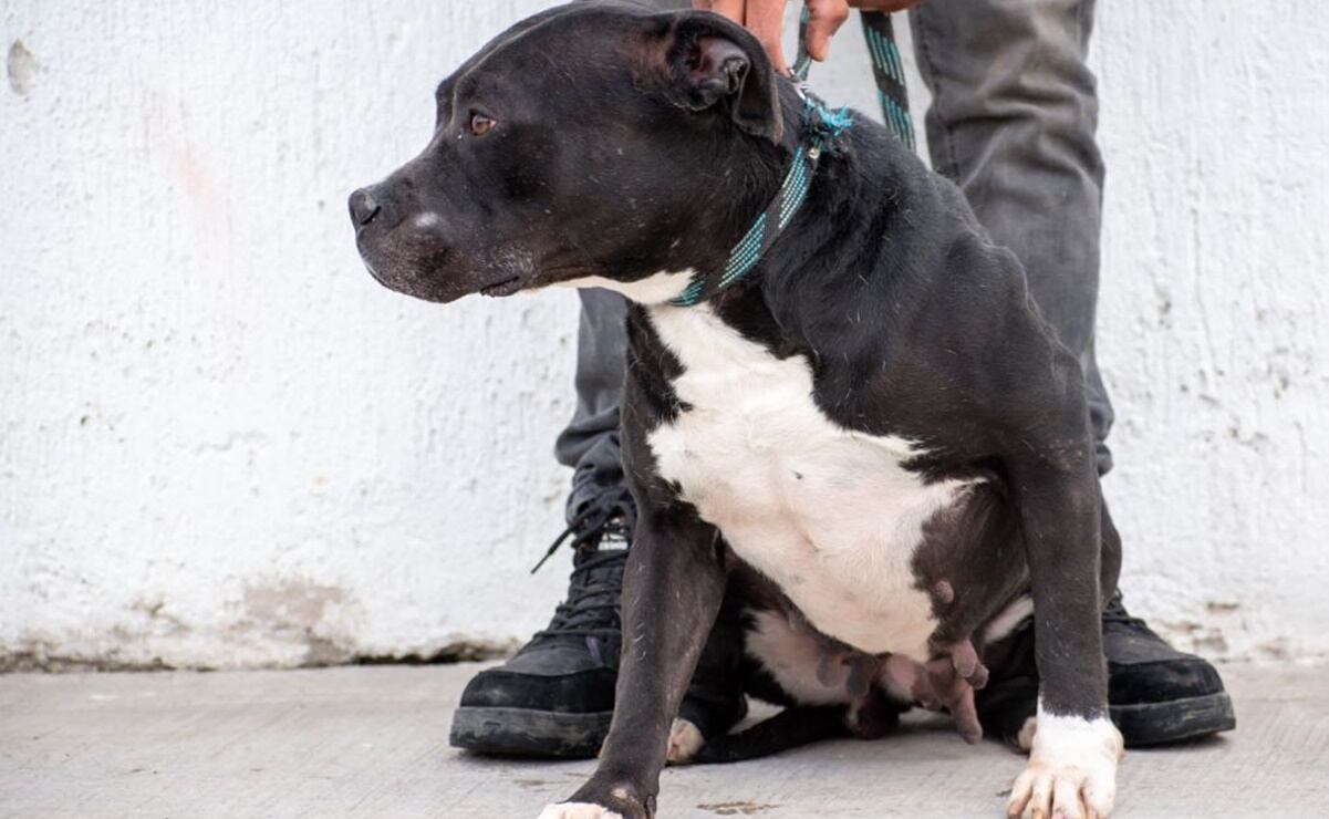 Correr por el bienestar animal; Sedema organiza la segunda carrera ...