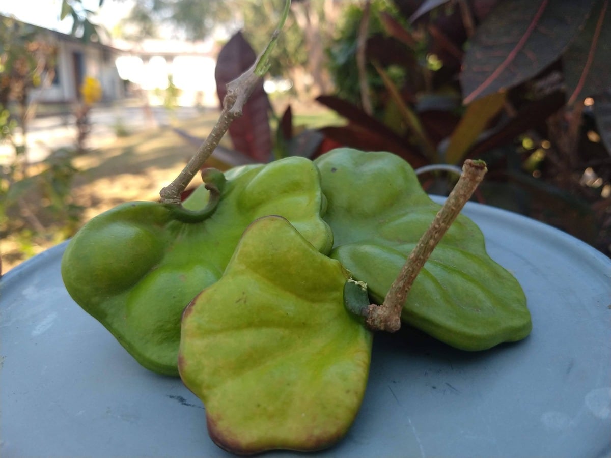 ¿Qué es la parota y cuáles son sus beneficios?