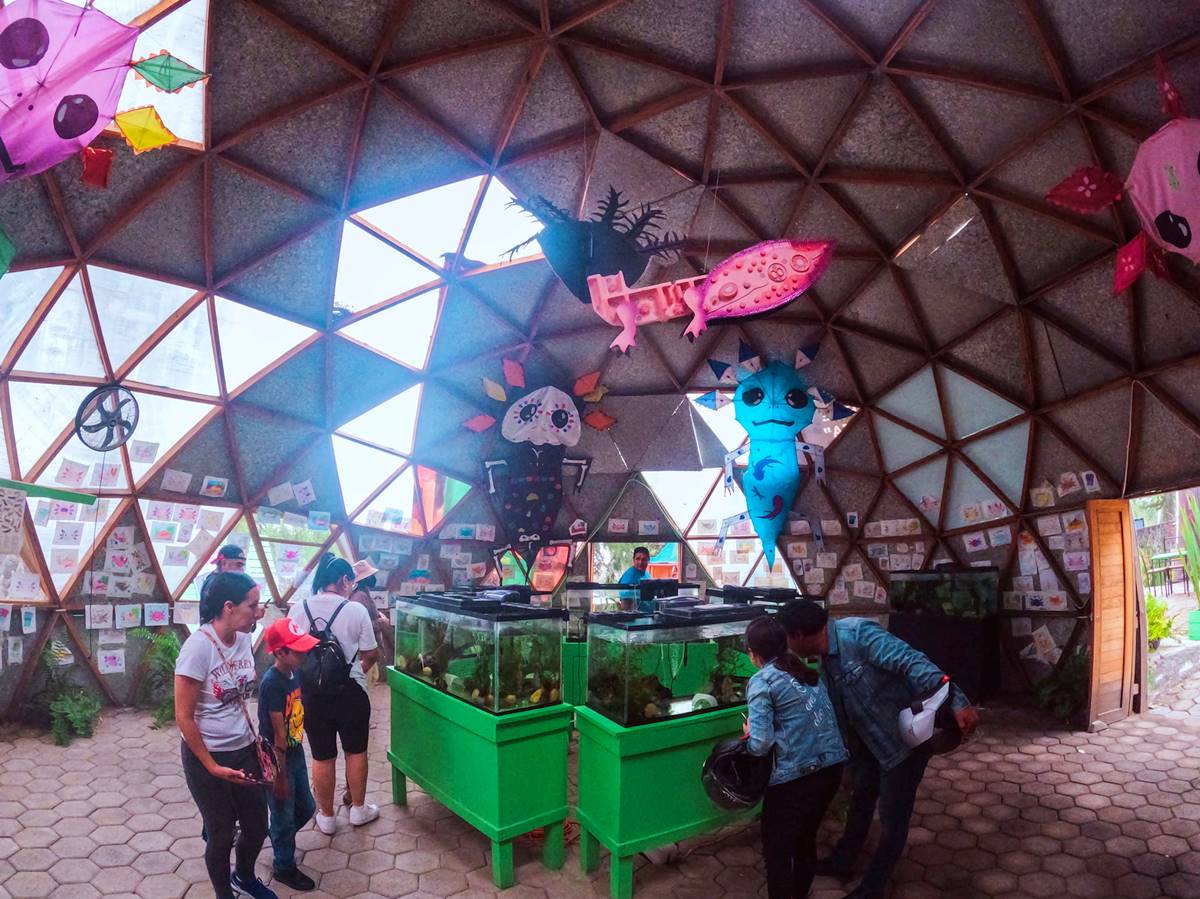 Así celebran el Día Nacional del Ajolote en el Museo Axolotitlán