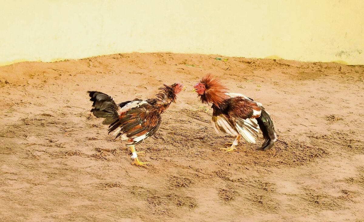 Ataque armado en palenque clandestino de Manzanillo deja cuatro muertos y tres heridos | El ...