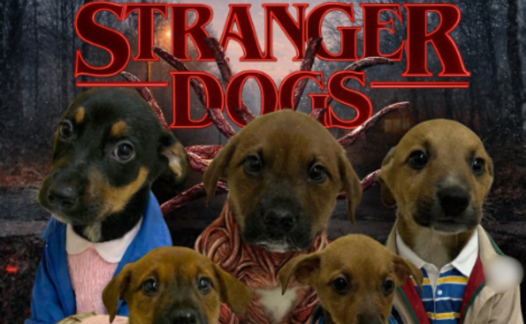 ⁠Refugio disfraza a perritos de personajes de Stranger Things para ...