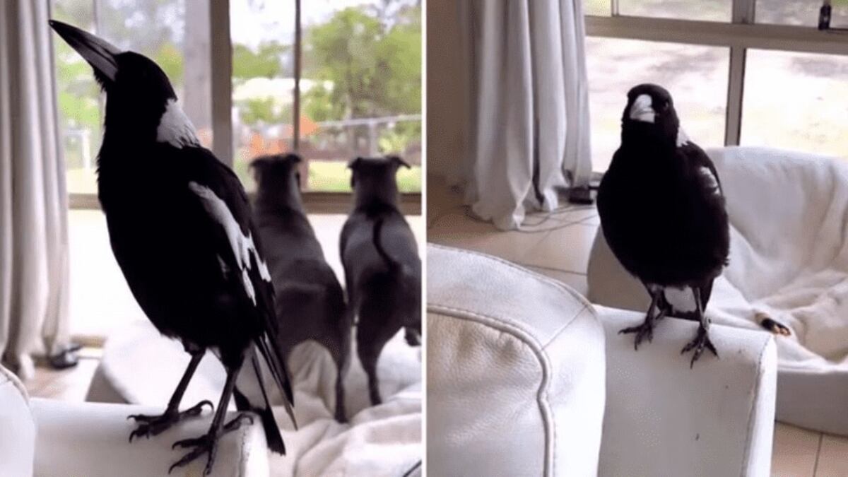 VIDEO: Cuervo imita el ladrido de los perros y se hace viral