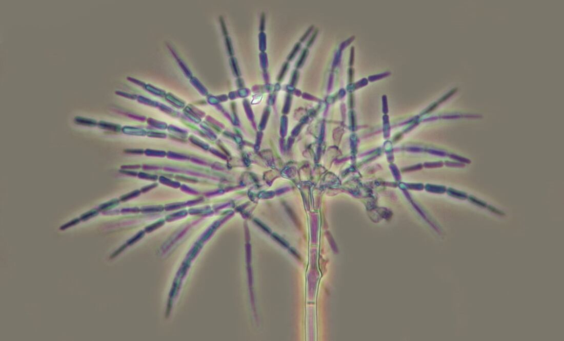 Hongos microscópicos podrían mejorar el medio ambiente