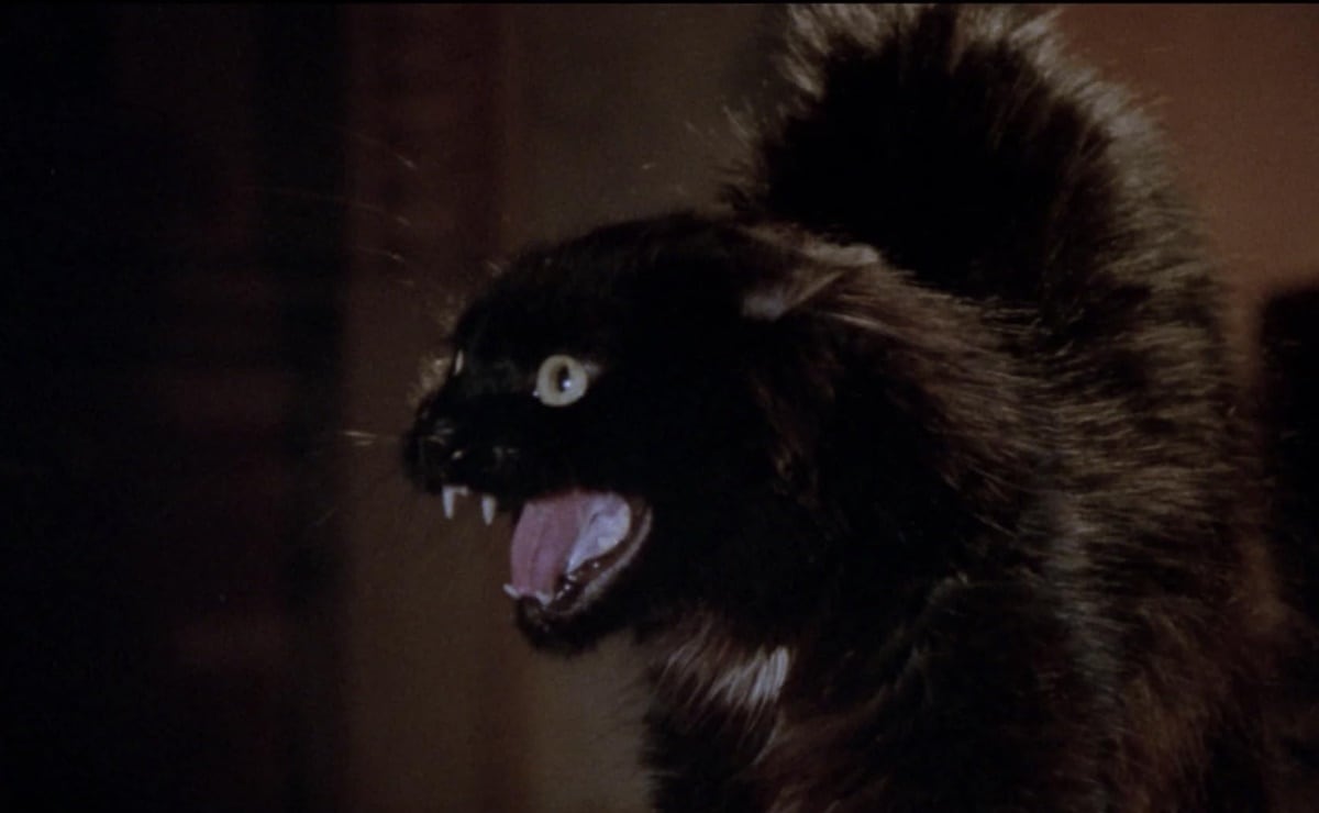 "Más negro que la noche", la película que aterrorizó por un gato negro ...