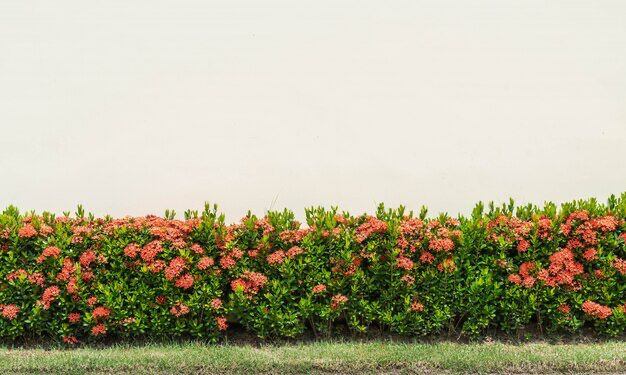 3 especies de plantas ideales para armar cercas naturales en el jardín
