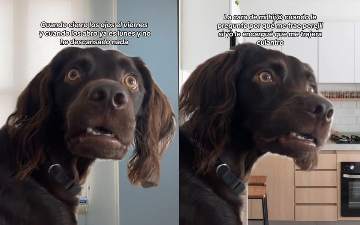 Meme del "perro confundido" conquista en TikTok: ¿cuál es su origen?