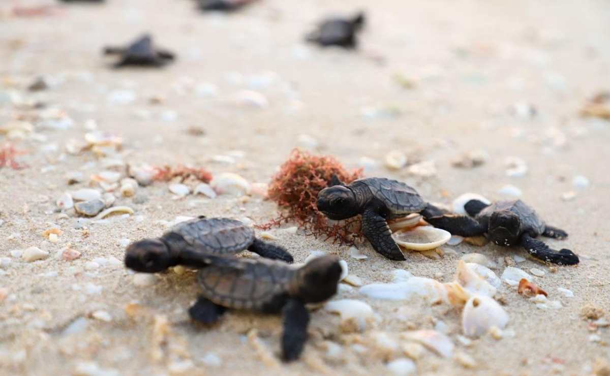 Liberan 100 crías de tortuga de carey en costas de Yucatán | El Universal