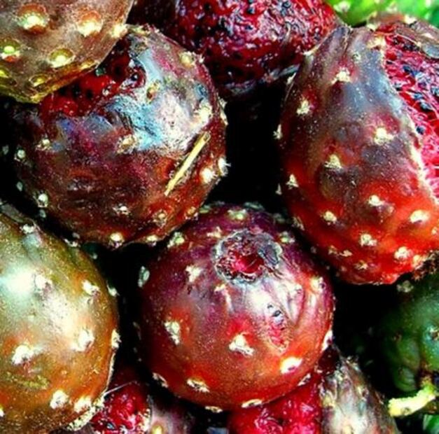 Visita la Feria de la Pitaya, en Pitzotlán, Morelos