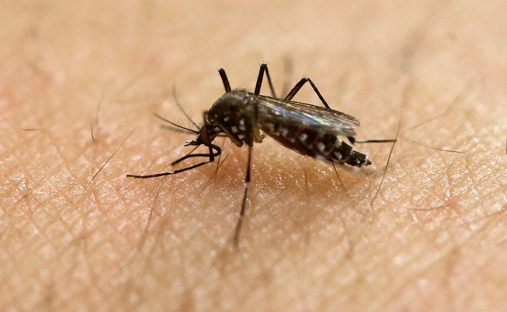 ¿Qué son los mosquitos jejenes, insectos que tienen en alerta a Nuevo León?