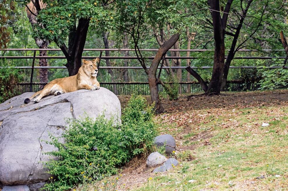 Zoológico de Chapultepec celebra sus 100 años; es parte de "todos los mexicanos": Marielena Hoyo ...