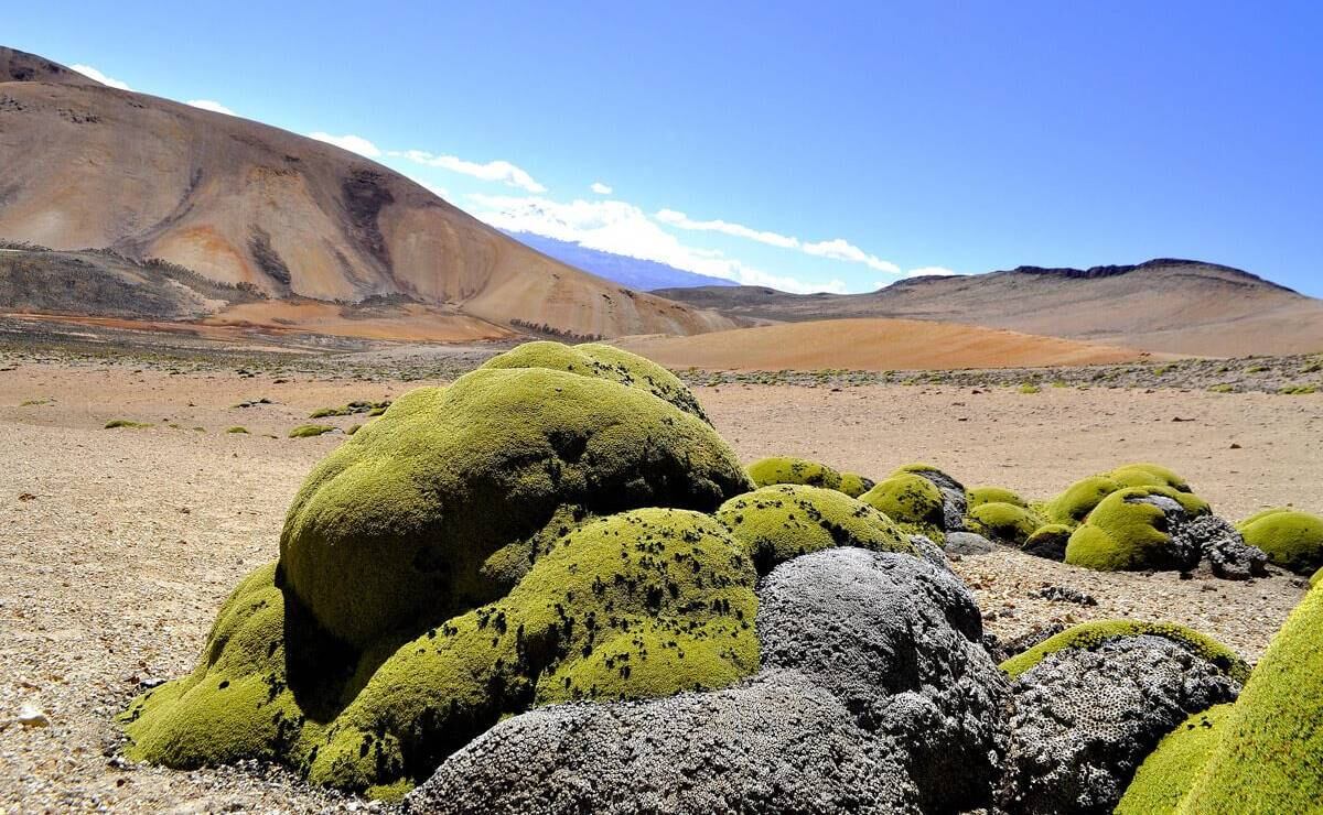 ¿Qué es la yareta y cómo se toma?