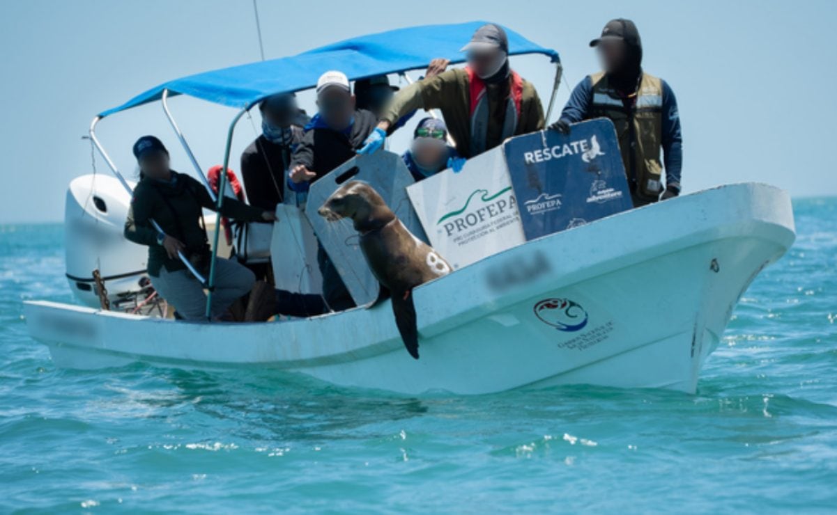 Liberan 19 lobos marinos enmallados en redes de pesca en Baja ...