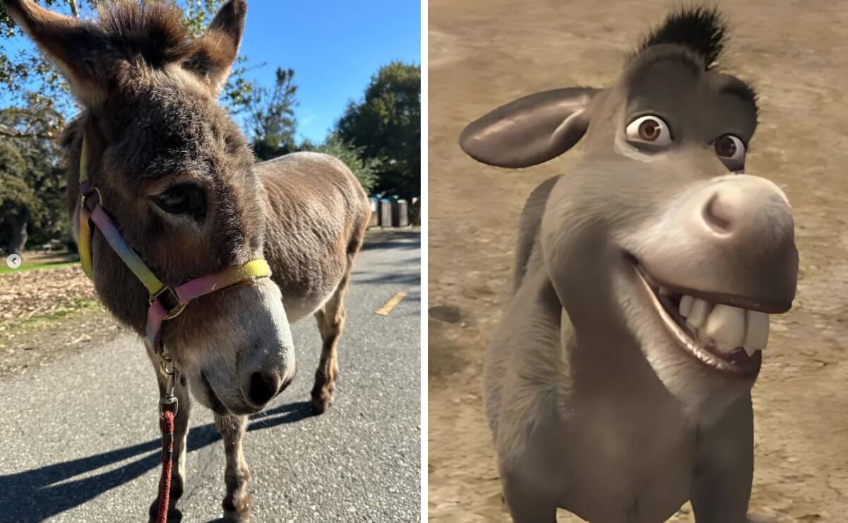 Muere "Perry", el burro que inspiró a personaje de Shrek; así lucía a ...