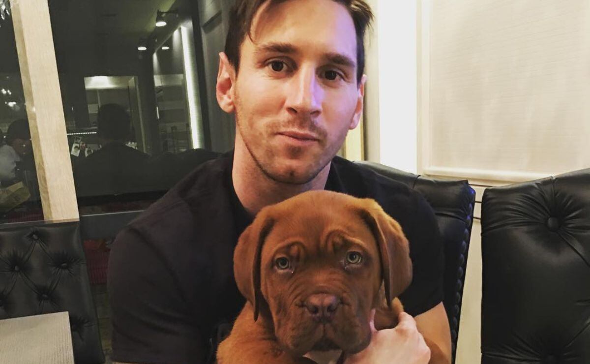 ¿Qué le pasó a Hulk, el perro mayor de Lionel Messi, que no puede vivir ...