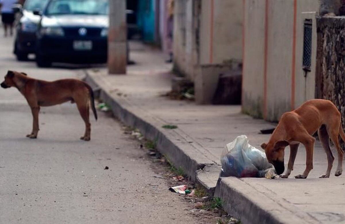 Para detener matanza de perros y gatos, activistas piden esterilización ...