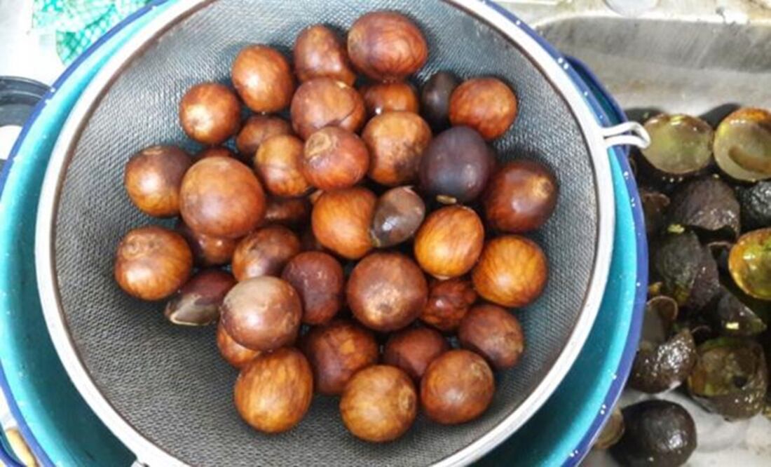 Mexican scientists from Coahuila create products from avocado waste