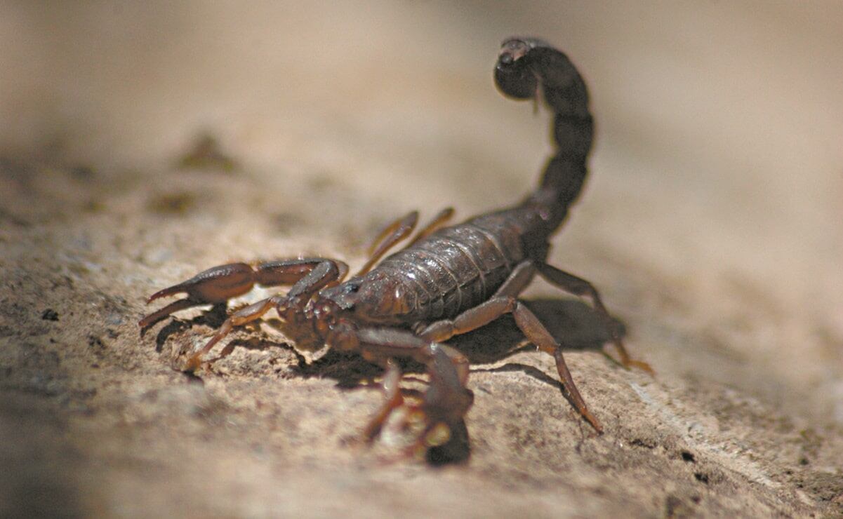 Temporada de alacranes: ¿Cómo evitar que entren a tu hogar?