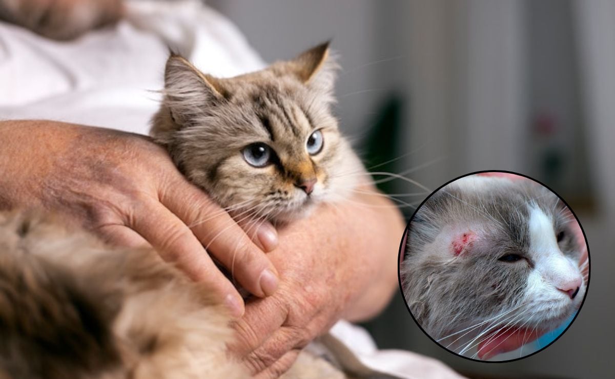 Estos son los principales síntomas de la dermatitis en gatos, según ...