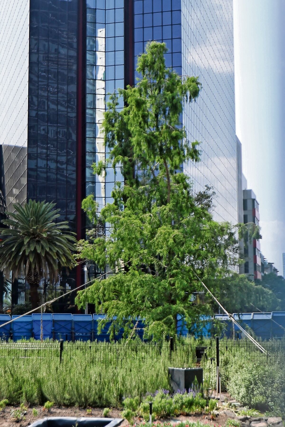 El ahuehuete de Reforma resiste olas de calor