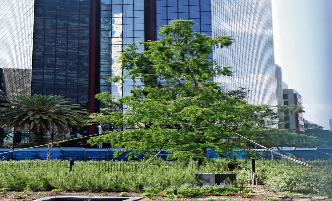 El ahuehuete de Reforma resiste olas de calor