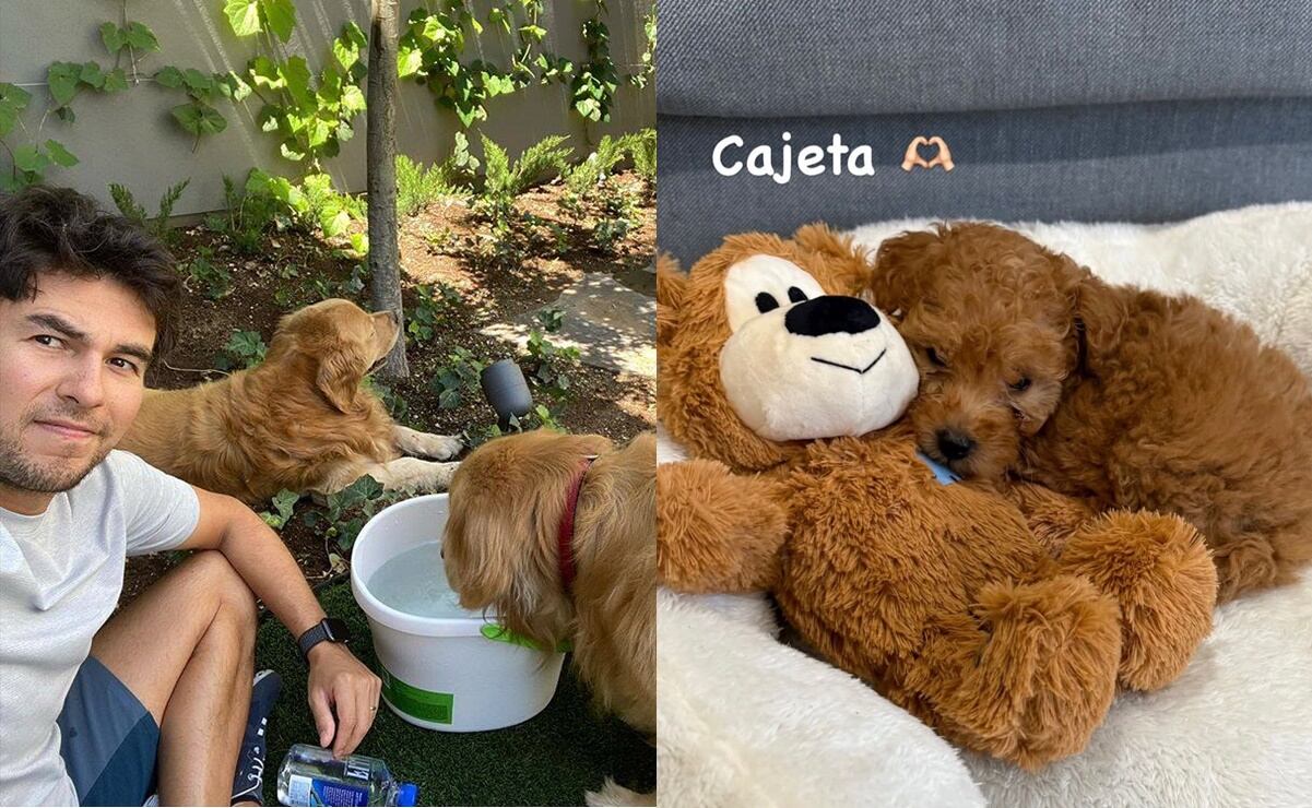 Checo Pérez y su historial de mascotas; el piloto mexicano es fanático ...