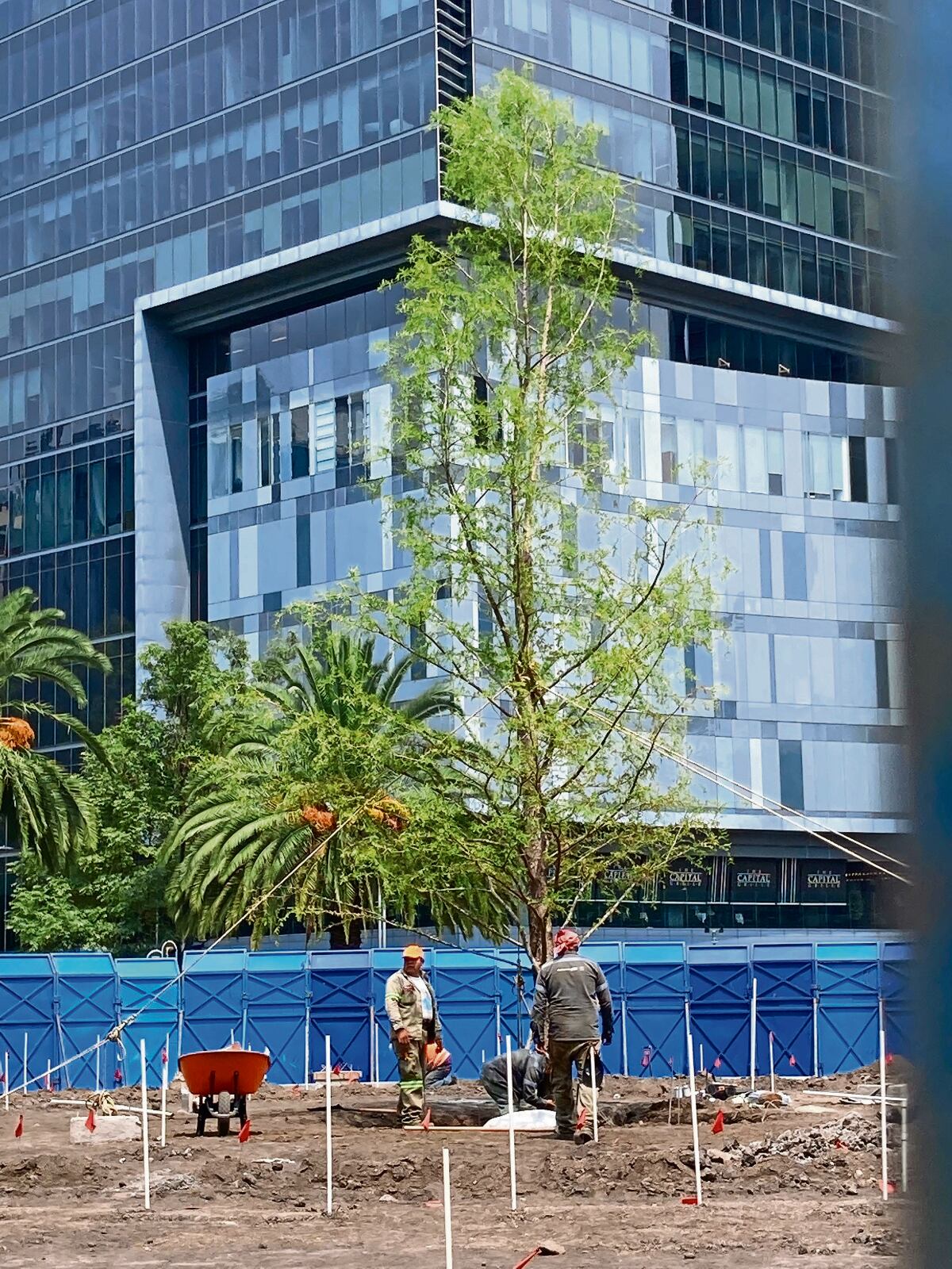 Nuevo ahuehuete de Reforma está vivo y en proceso de adaptación ...