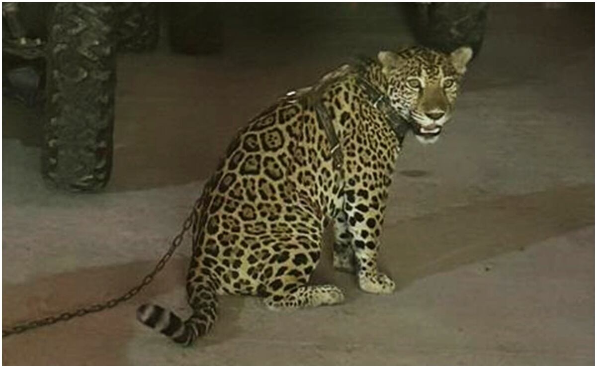 Catean 8 propiedades de "El Primito", líder regional del CJNG ...