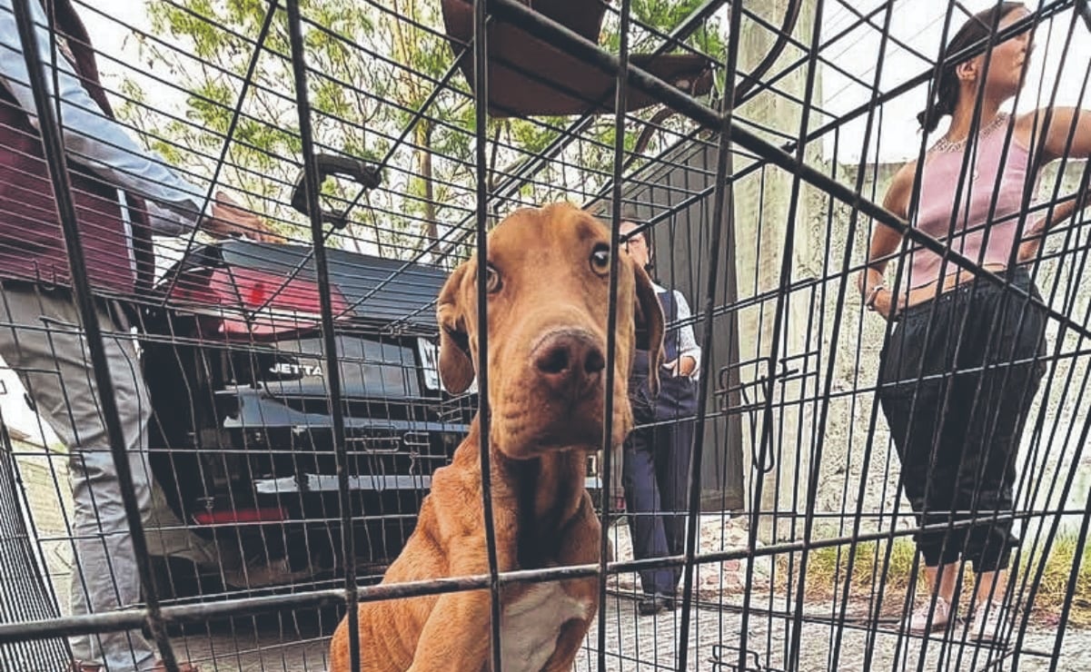 Chiapas endurece castigos por maltrato animal; hasta cinco años de ...