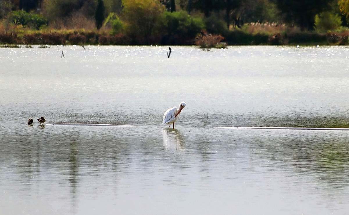 Llegan menos pelícanos al parque de los Lirios, denuncian | El Universal