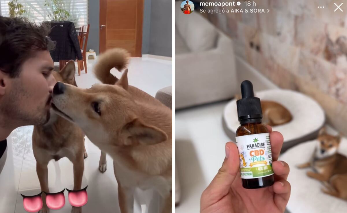 Memo Aponte rompe el silencio tras ser acusado de drogar a sus perros ...