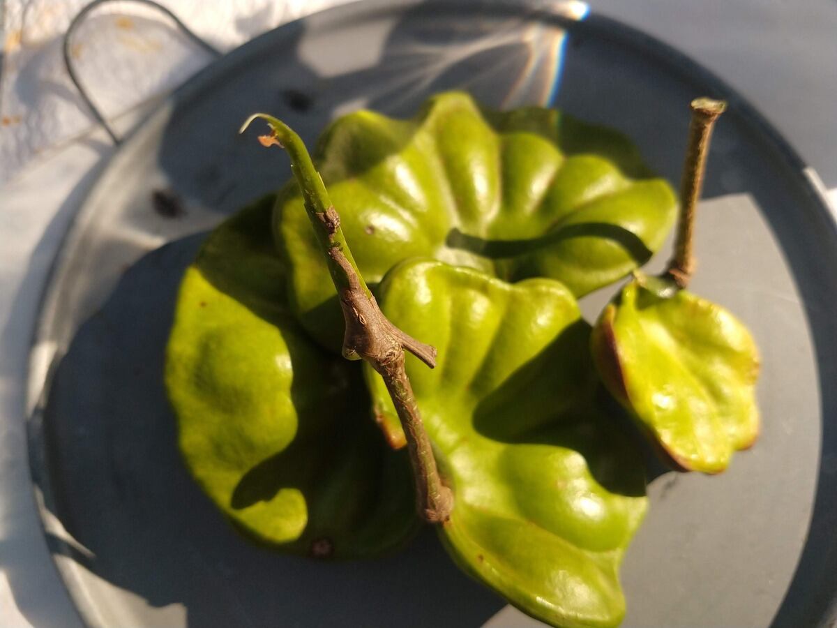 ¿Qué es la parota y cuáles son sus beneficios?