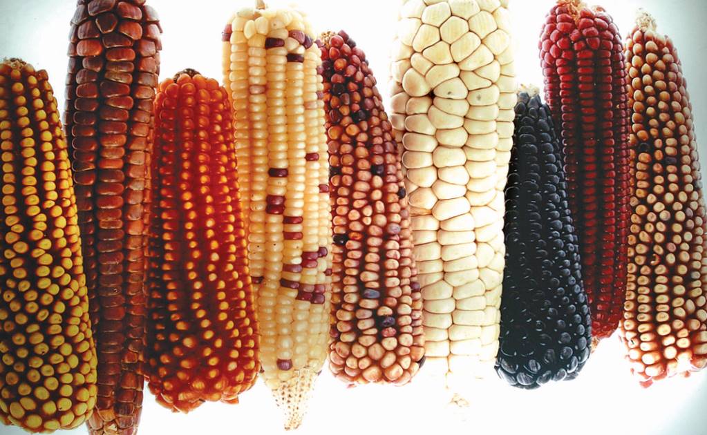 7 datos sobre el maíz que tal vez no conocías | El Universal