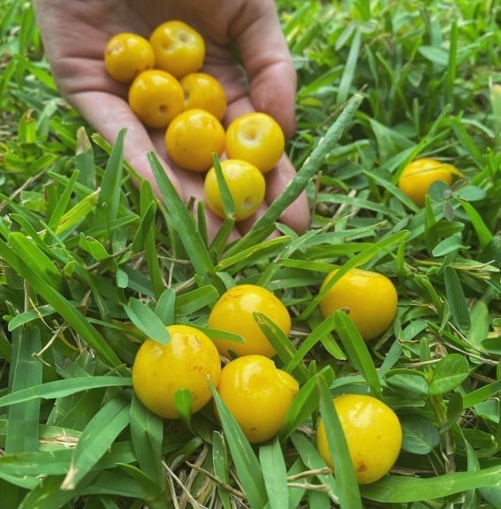 ¿Qué es el nanche y para qué sirve? | El Universal