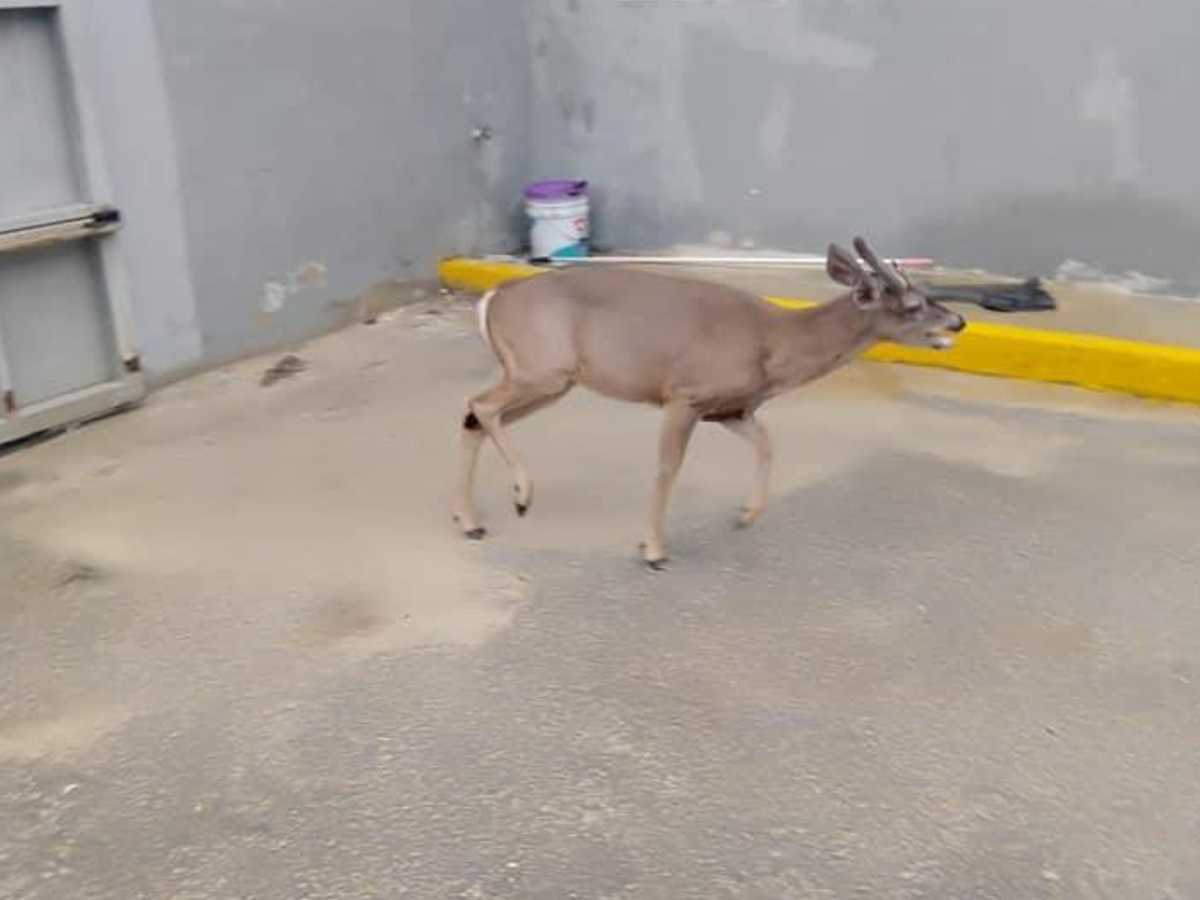 Venado muerto a pedradas en Guanajuato, especie en riesgo que buscaba ...