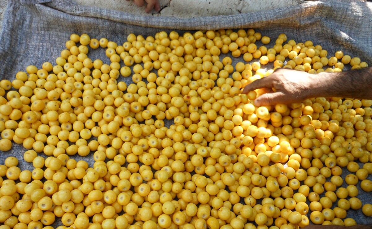 Cuáles son las enfermedades que previene comer nanche