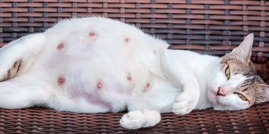 Señales Para Identificar El Embarazo En Tu Gata – IUJLEO