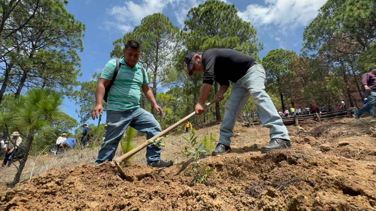 Probosque inicia reforestación en región sur del Edomex | El Universal