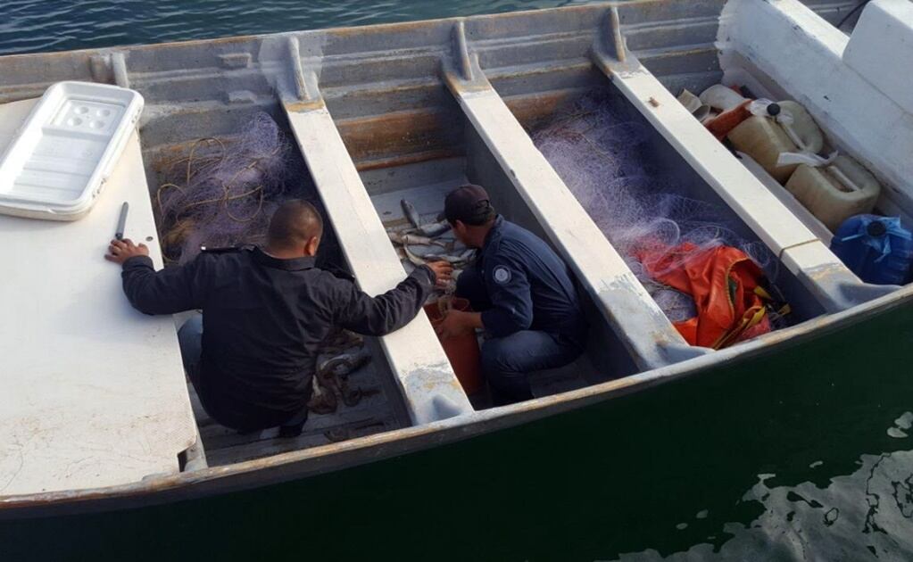 EU sanciona a 5 mexicanos relacionados con el Cártel del Golfo; se dedicaban a la pesca ilegal y ...