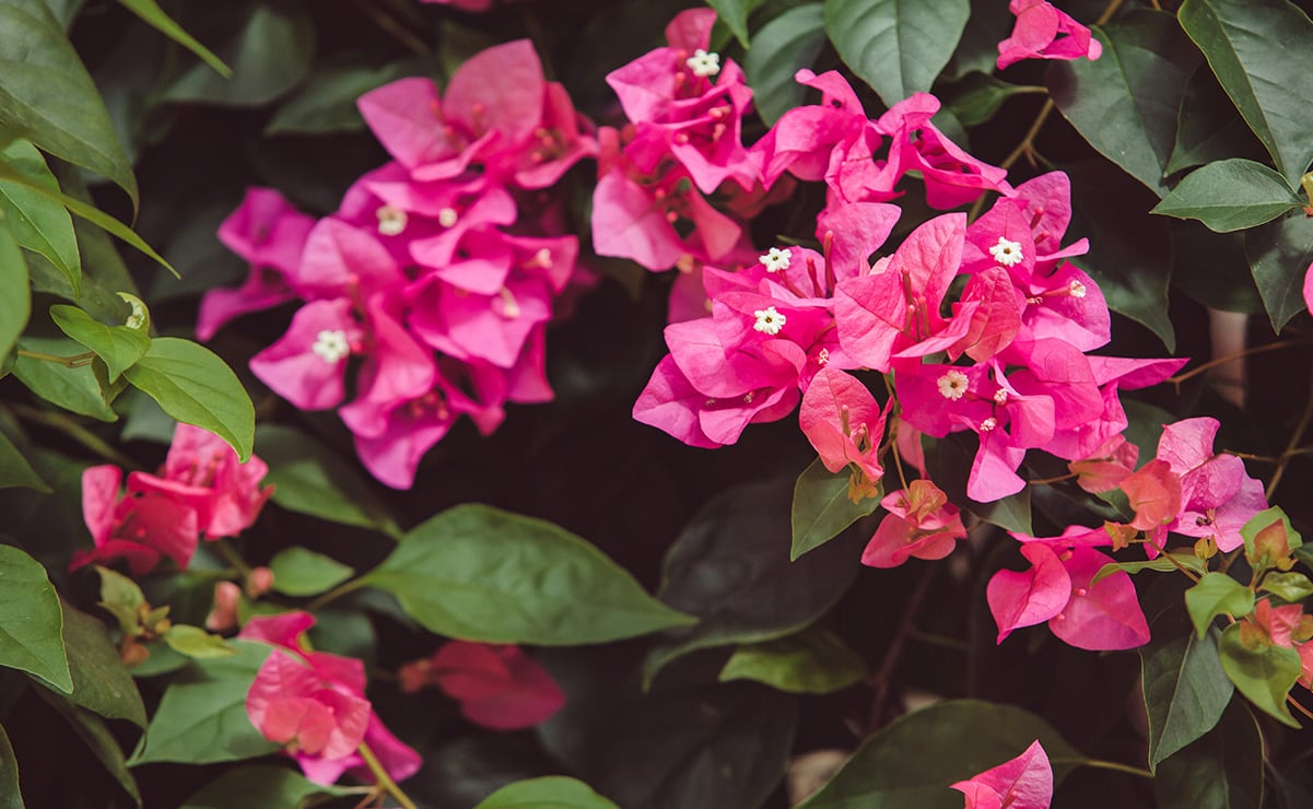Las propiedades curativas de la flor de bugambilia